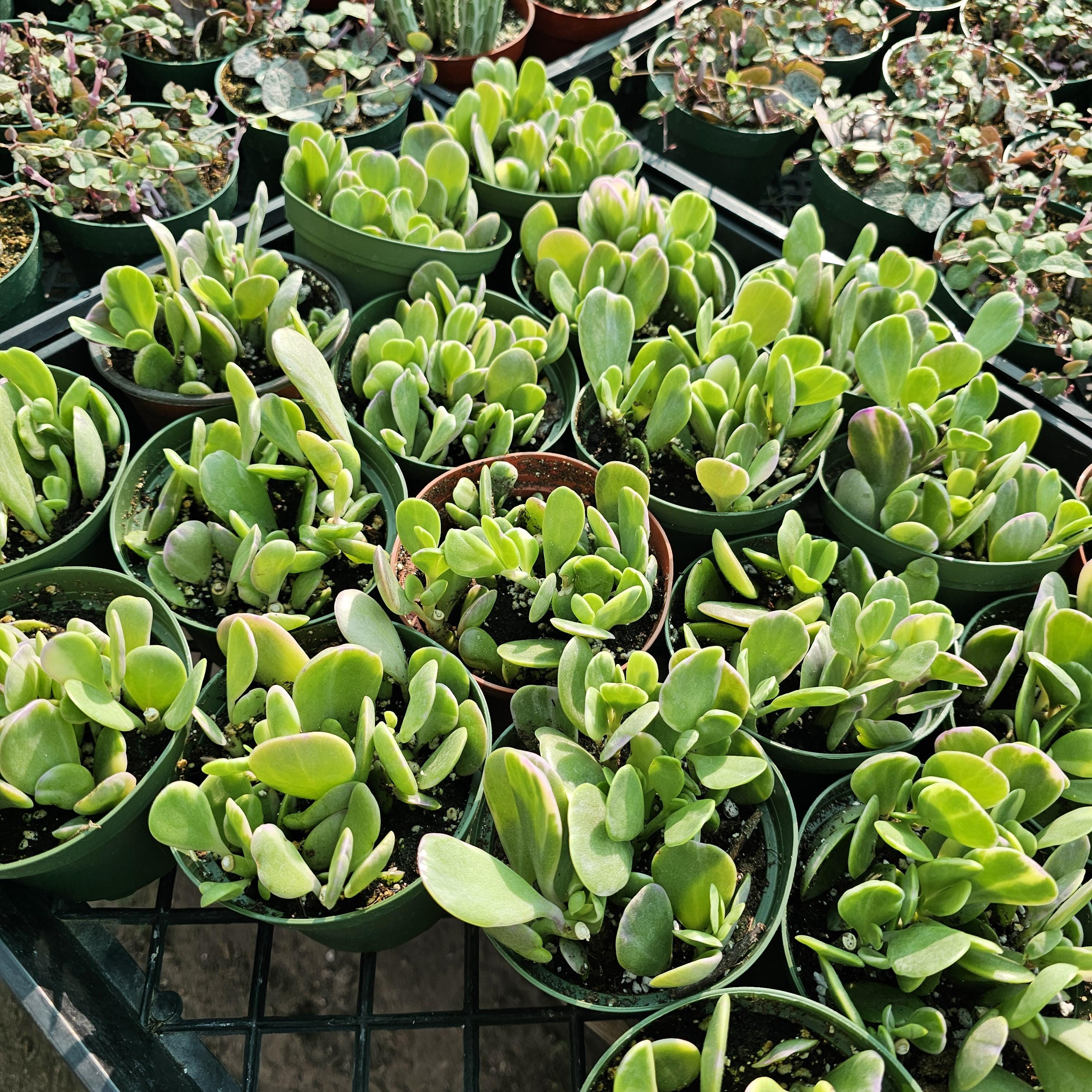 Trailing Jade| Weeping Jade | Trailing Succulent | Trailing Sedum | 2in ...