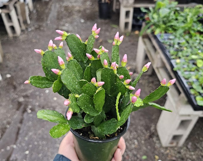 Light Pink Spring Cactus | Rhipsalidopsis Gaertneri | Easter Cactus ...