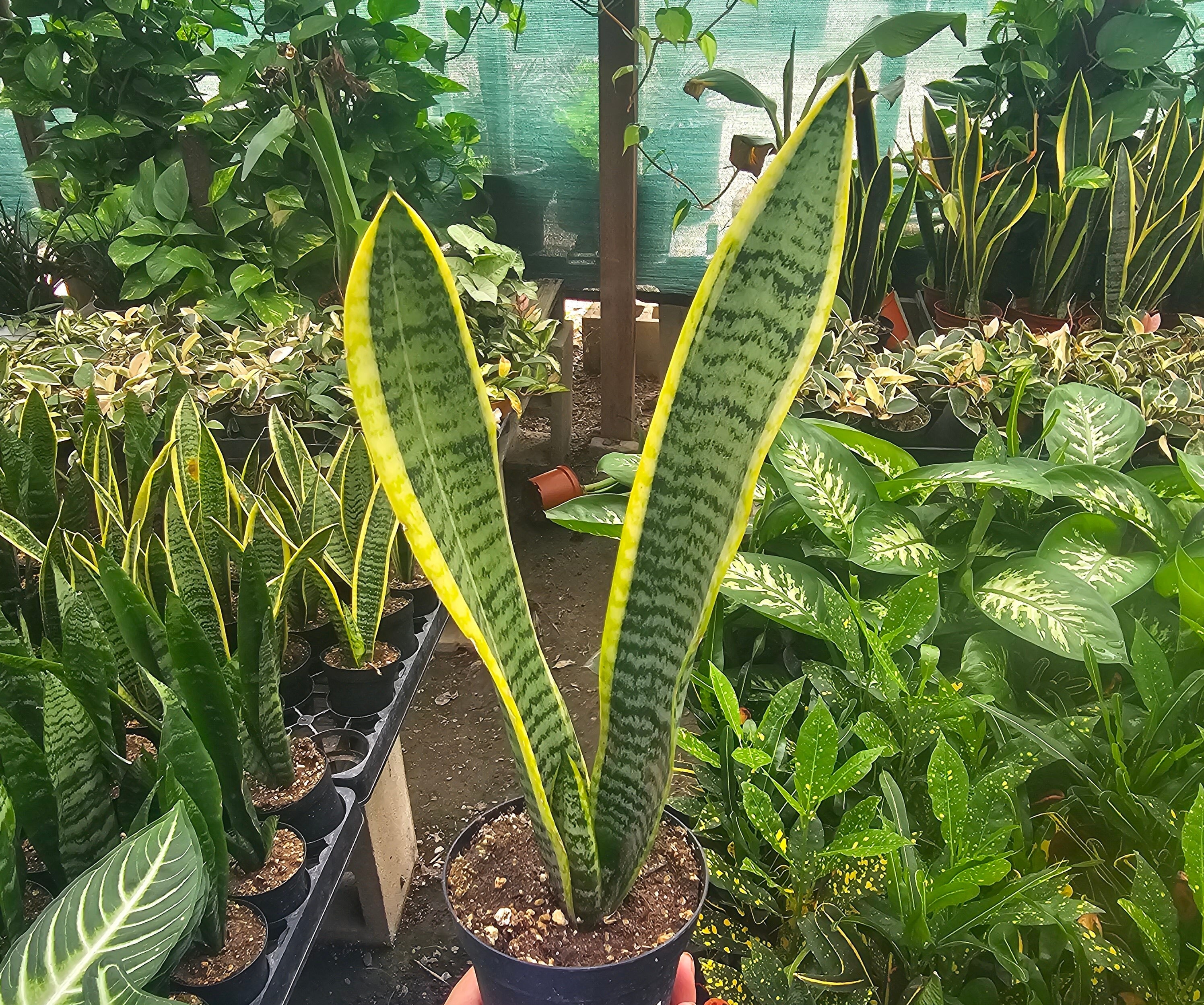Snake Plant | Sansevieria Yellow Snake Plant | Air Purifying Plant 4in ...