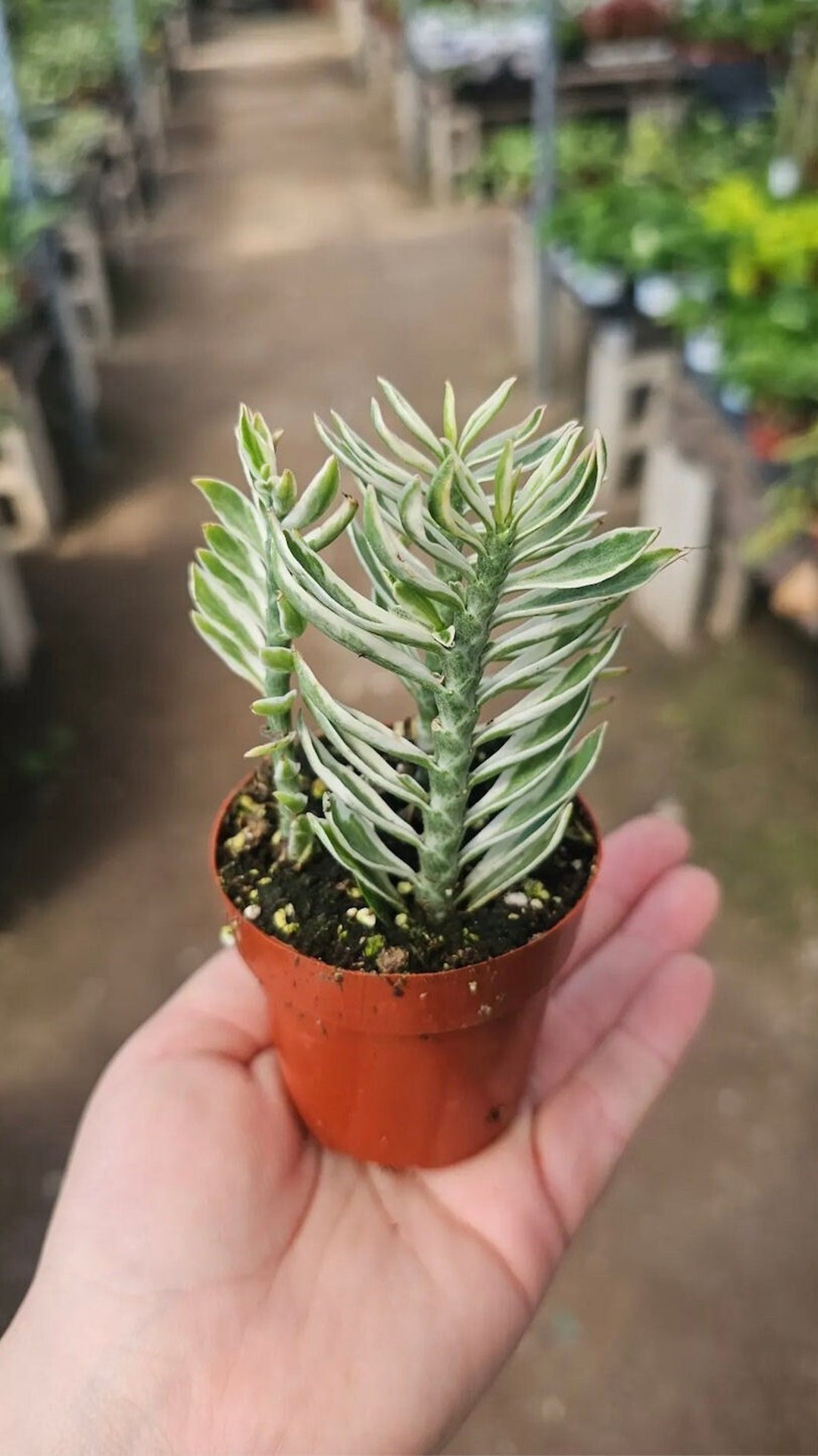 Variegated Devil’s Backbone | Pedilanthus Tithymaloides | 3in Pot ...
