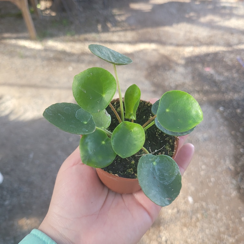 Pilea Peperomioides Chinese Money Plant UFO Plant - Etsy