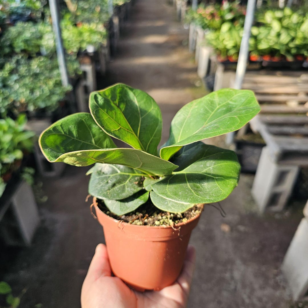 Ficus Lyrata Compacta | Little Fiddle | Ficus Lyrata | Ficus Little ...