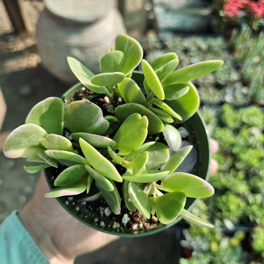 Trailing Jade| Weeping Jade | Trailing Succulent | Trailing Sedum | 2in ...