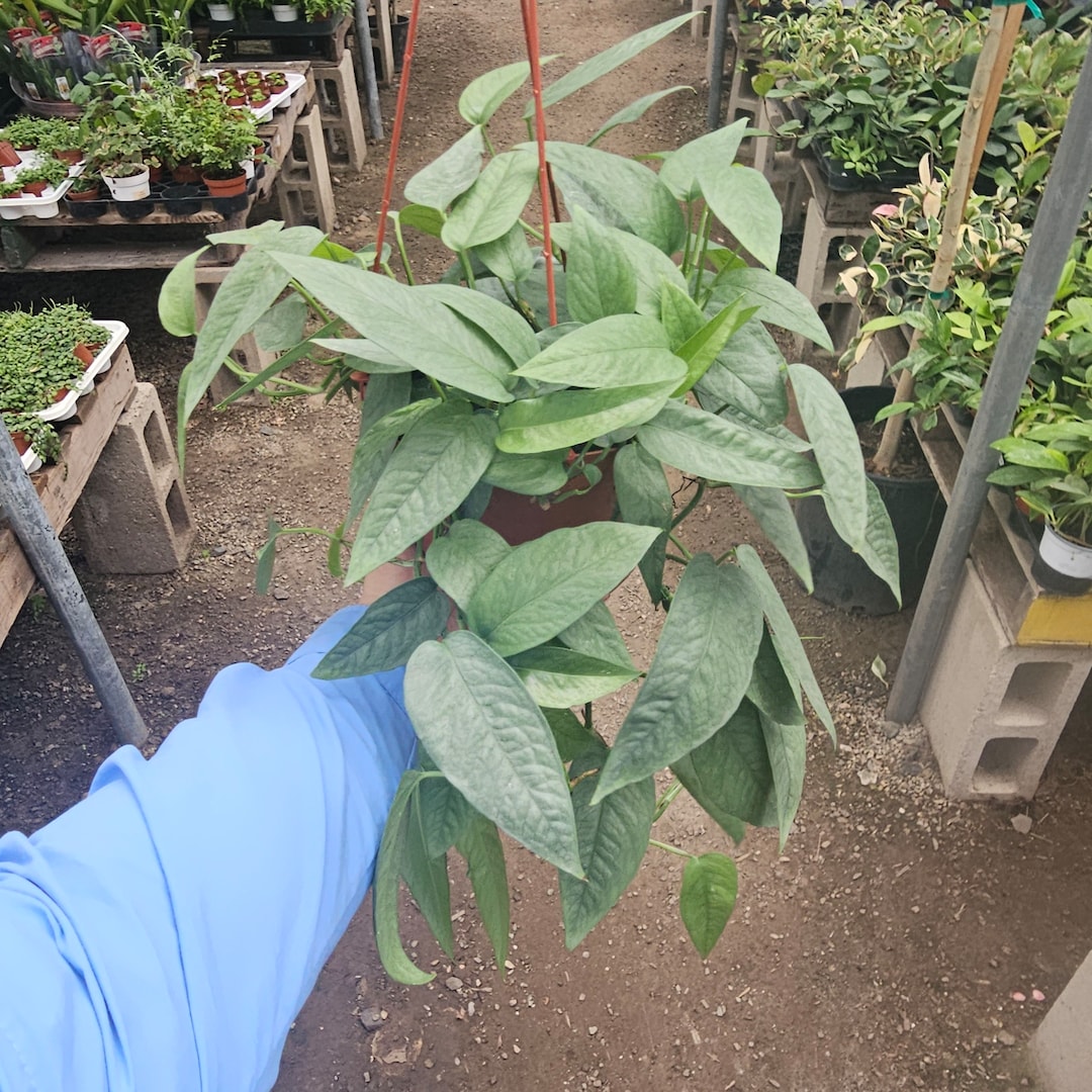 Cebu Blue Pothos 6in Pot Epipremnum Pinnatum - Etsy