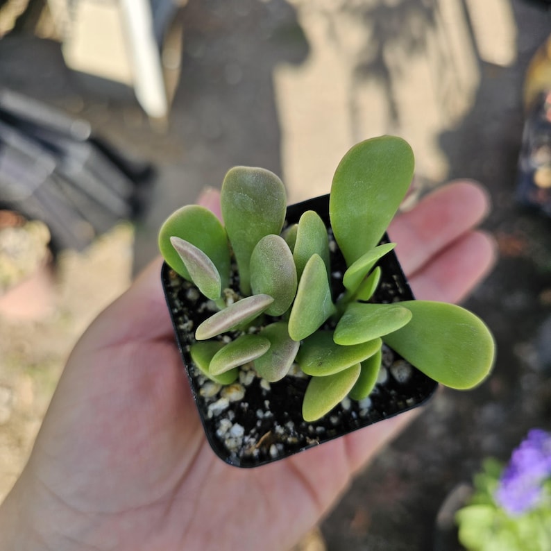Trailing Jade| Weeping Jade | Trailing Succulent | Trailing Sedum | 2in ...