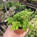 Autumn Fern | Japanese Shield Fern |dryopteris Erythrosora | 2in Pot - Etsy