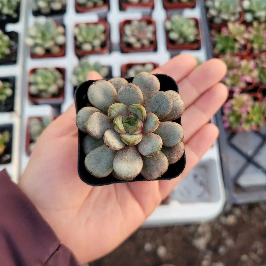 Graptoveria amethorum 2in Pot Rare Succulent - Etsy