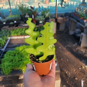 Fishbone Cactus | Epiphyllum Anguliger Ric Rac Cactus | Zig Zag Cactus ...