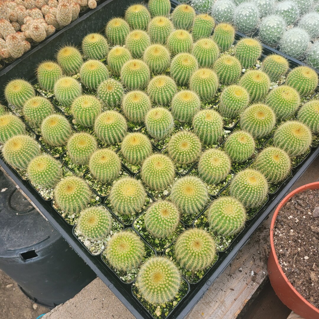 Golden Ball Cactus | Parodia Leninghausii | Yellow Tower Cactus ...