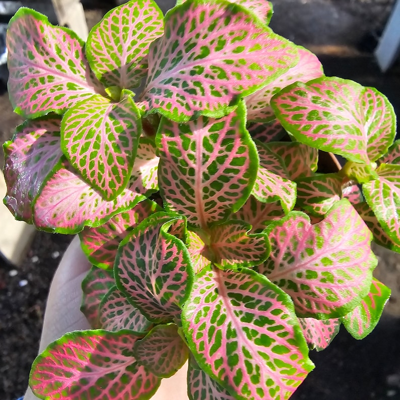 Fittonia Verschaffeltii | Fittonia Ruby Lime | 2in Pot - Etsy
