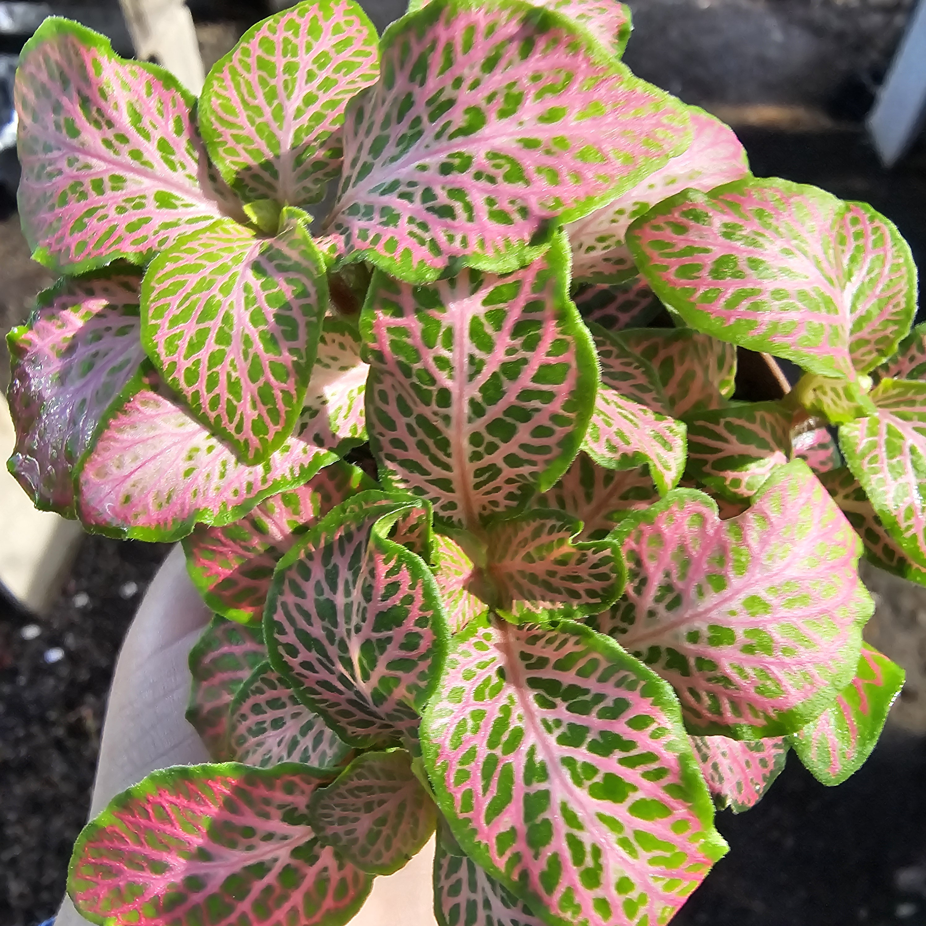 Fittonia Verschaffeltii | Fittonia Ruby Lime | 2in Pot - Etsy