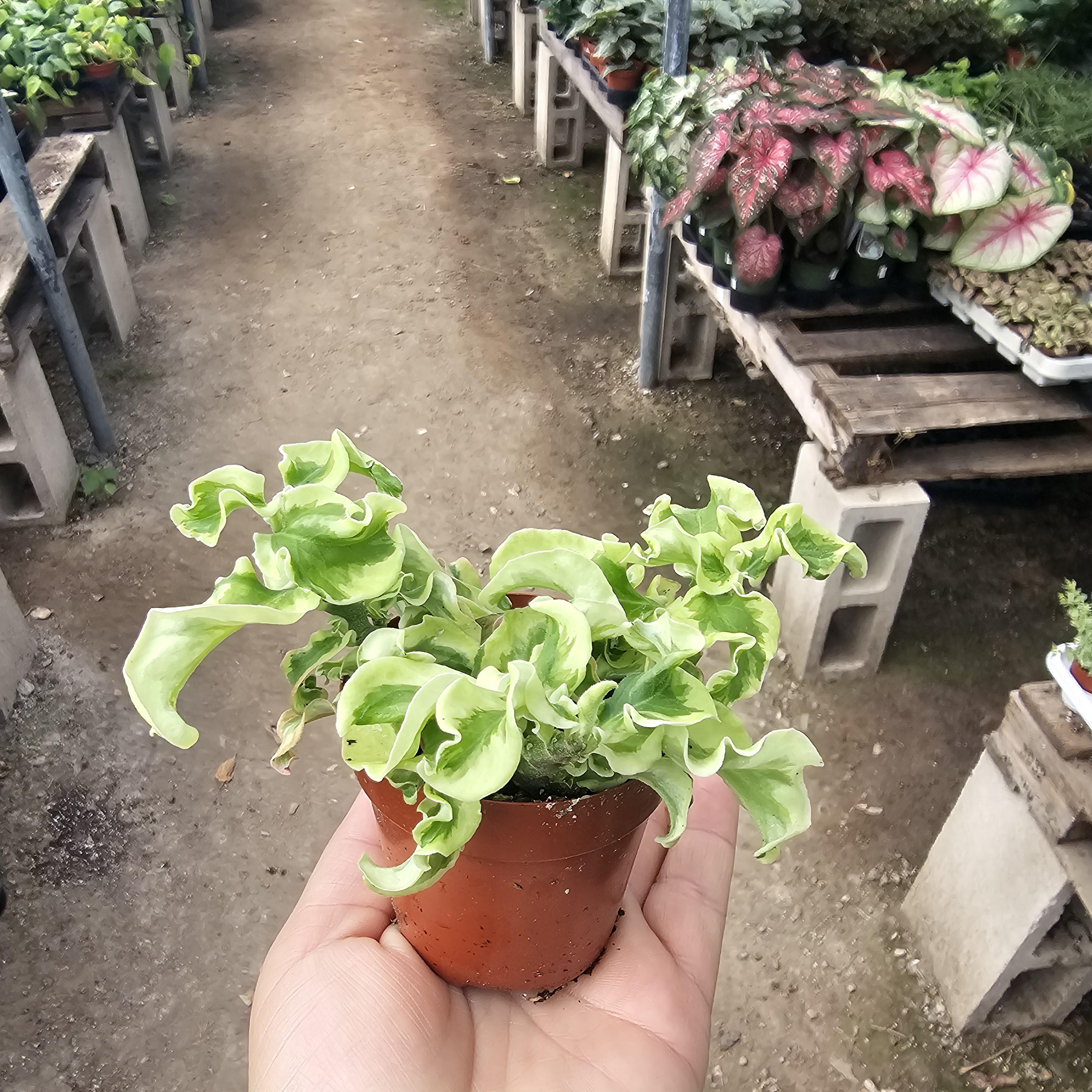 Pedilanthus Curly Devil's Backbone | Devil's Backbone Variegated ...