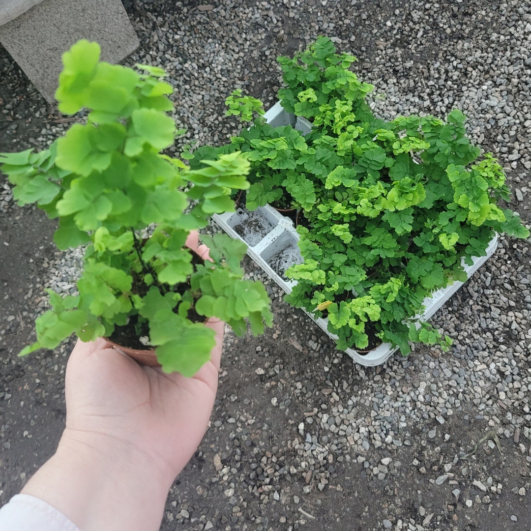 Pacific Maidenhair Fern | Adiantum Monocolor | 2in Pot | 4in Pot - Etsy
