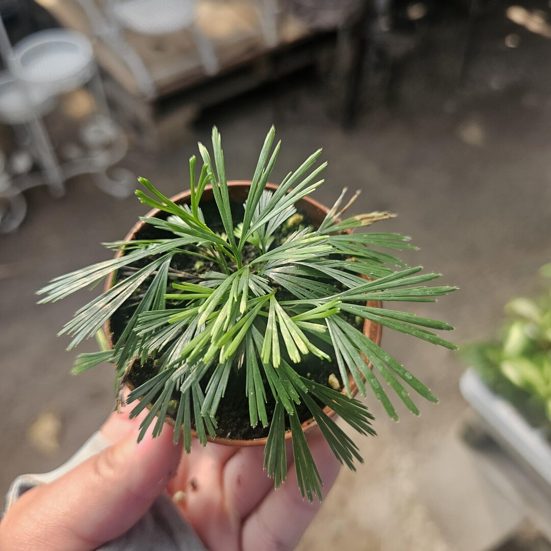 Eyelash Fern | Actiniopteris Australis | Terrarium Plant | 2in Pot ...