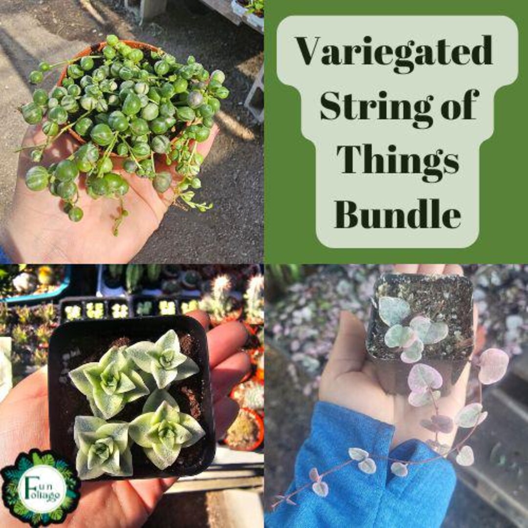 Variegated String of Things Bundle | Variegated String of Pearls ...