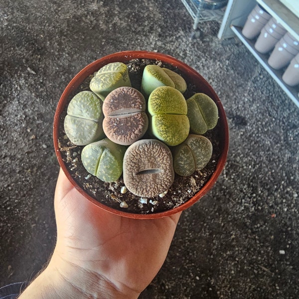 Lithops - Etsy