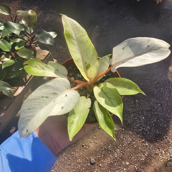 Philodendron Snow Drift - Etsy