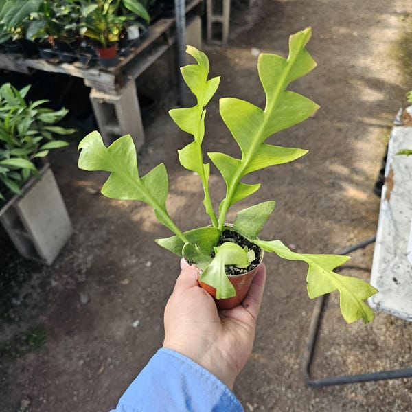 Ric Rac Cactus - Etsy