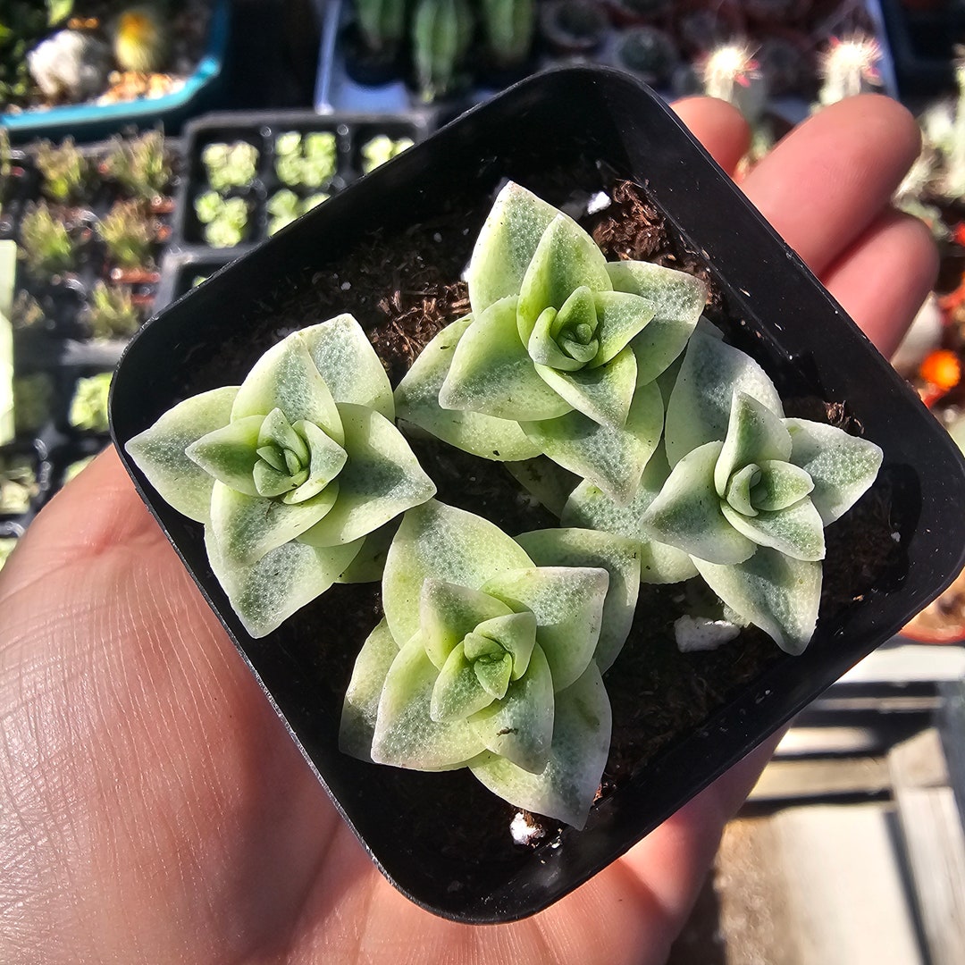 Variegated String of Buttons | Necklace Vine | Crassula Perforata ...