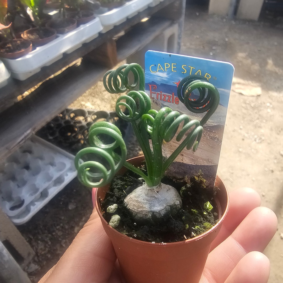 Albuca Spiralis ‘frizzle Sizzle’/ Corkscrew Albuca/ Rare Plant/ Plant ...