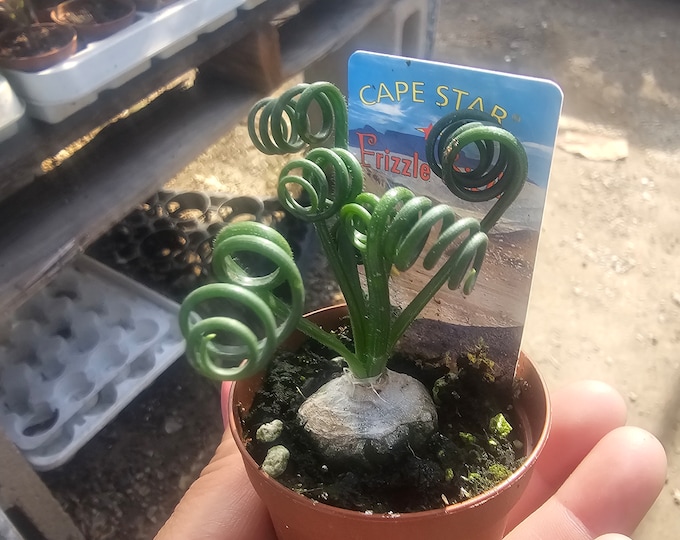 Albuca Spiralis ‘frizzle Sizzle’/ Corkscrew Albuca/ Rare Plant/ Plant ...