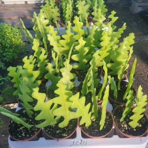 Fishbone Cactus | Epiphyllum Anguliger Ric Rac Cactus | Zig Zag Cactus ...