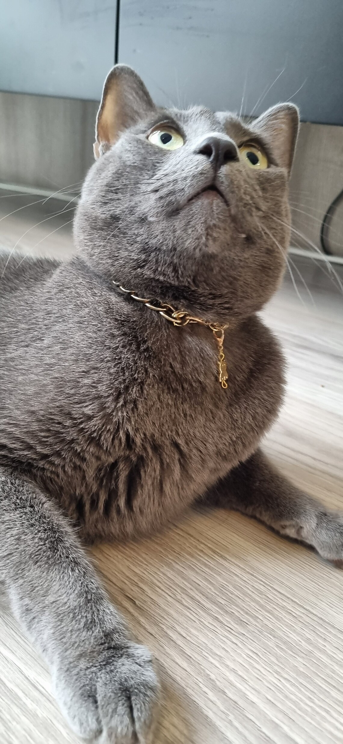 Collar Gold Cat Collar Silver Cat and Dog Collar - Etsy