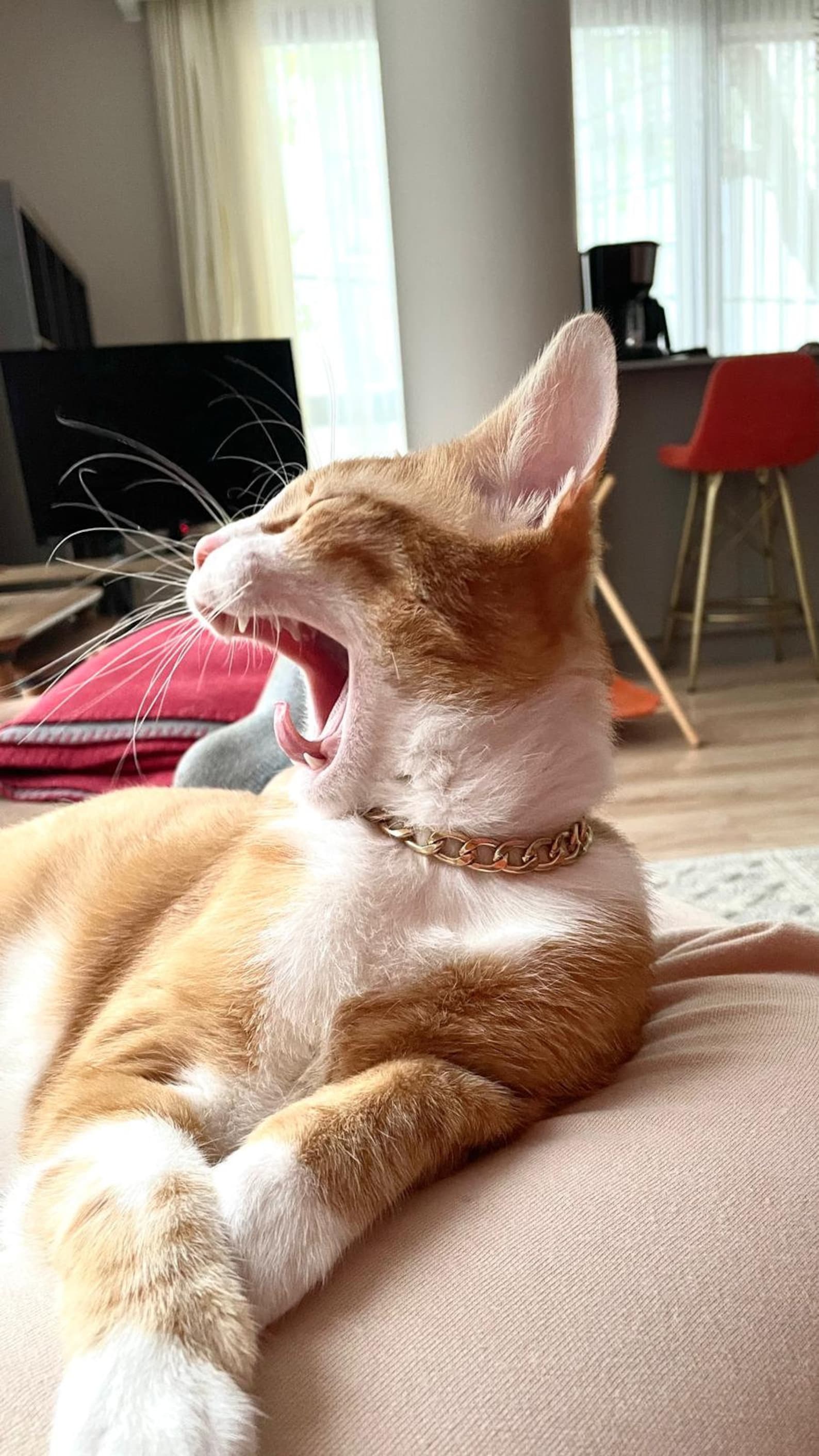 Collar Gold Cat Collar Silver Cat and Dog Collar - Etsy