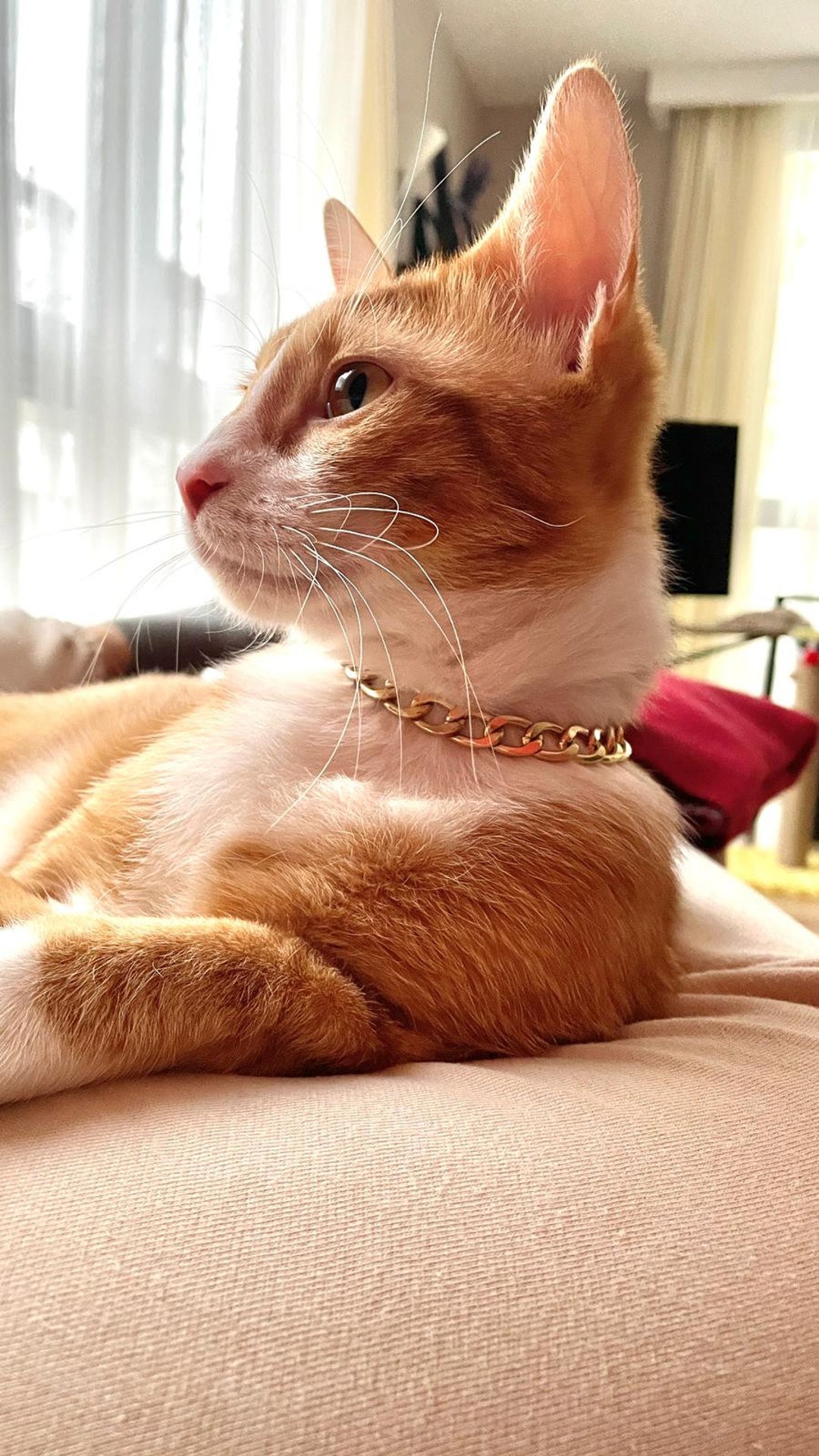 Collar Gold Cat Collar Silver Cat and Dog Collar - Etsy