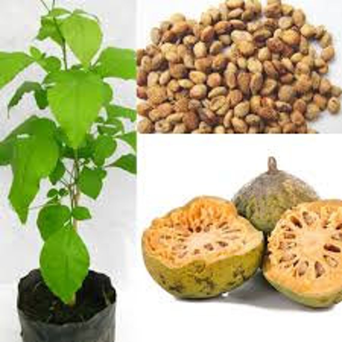 Indian BAEL Fruit Tree Seeds Aegle Marmelos Golden Apple Sacred Bel ...