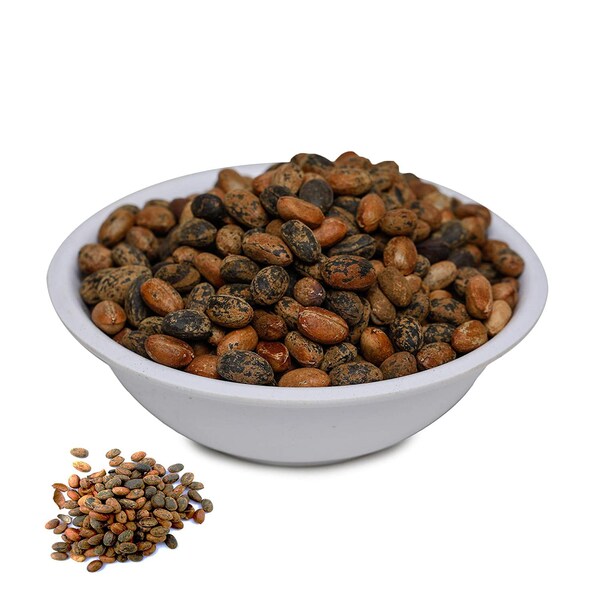 Jamalghota Seed - Etsy