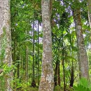 Agar Wood Black-agallocha-raw Herbs-wood-agarwood-jadi Booti-single ...