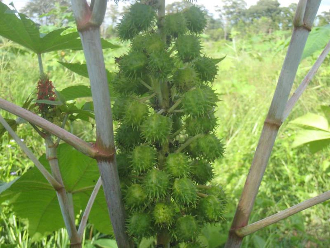 Castor Seed Arandi Beej Arand Seed Erand Seed Ricinus Communis Seed ...