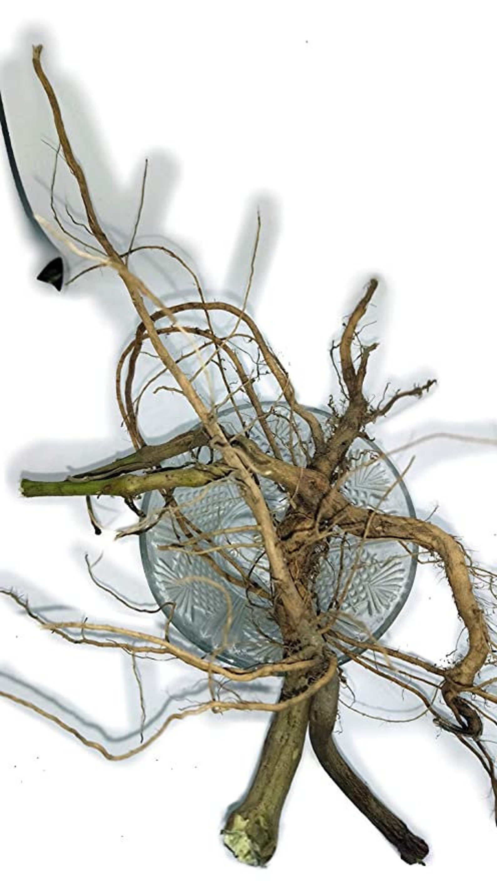 Atibala Root Indian Mallow Abutilon Indicum Root Kangi Root Atibala ...