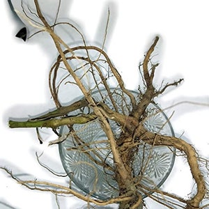 Atibala Root Indian Mallow Abutilon Indicum Root Kangi Root Atibala ...