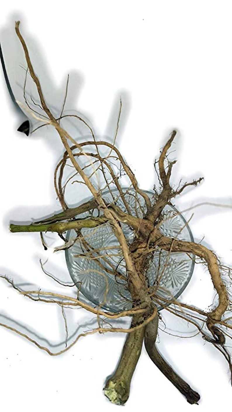 Atibala Root Indian Mallow Abutilon Indicum Root Kangi Root Atibala ...