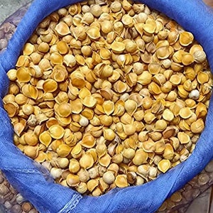 Kashmiri Garlic Lehsun Himalayan Single Clove Garlic Grade-a Qualilty ...