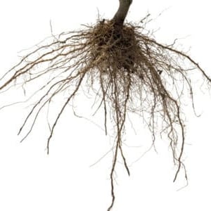 Atibala Root Indian Mallow Abutilon Indicum Root Kangi Root Atibala ...