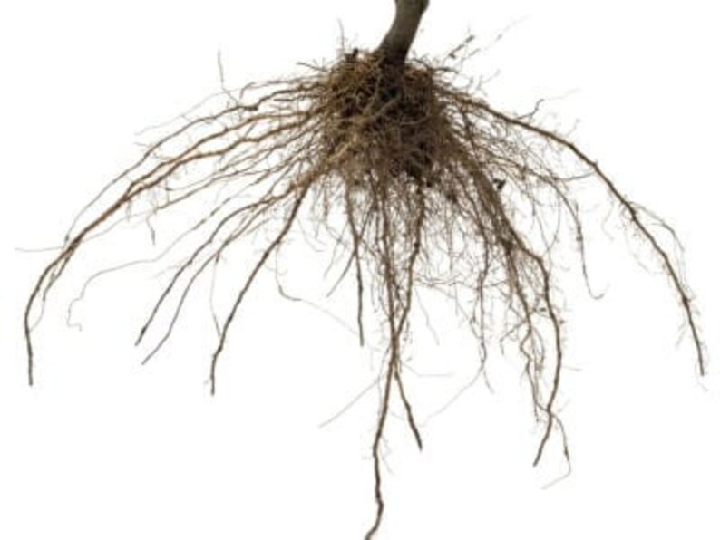 Atibala Root Indian Mallow Abutilon Indicum Root Kangi Root Atibala ...