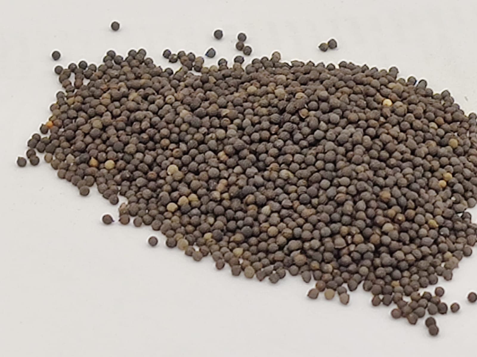Satyanashi Seeds Argemone Mexicana Seeds - Etsy Canada