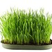 Barley Grass Powder Poaceae Freshly Sprouted Leaves Hordeum Vulgare - Etsy