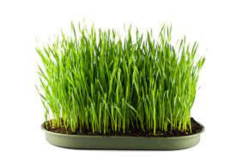 Barley Grass Powder Poaceae Freshly Sprouted Leaves Hordeum Vulgare - Etsy