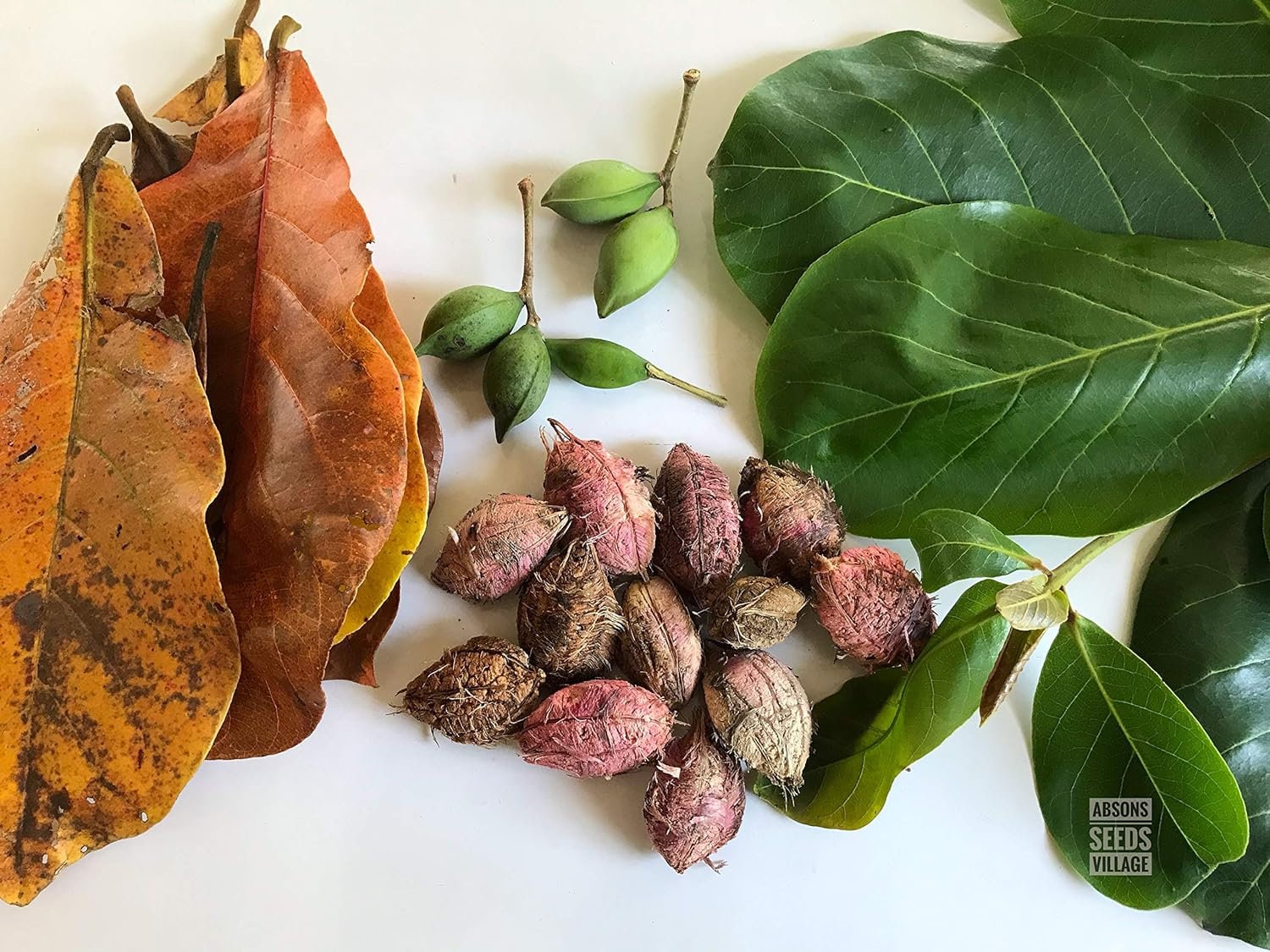 Almond Seeds, Terminalia Catappa , Tropical Almond , Seeds for Growing ...