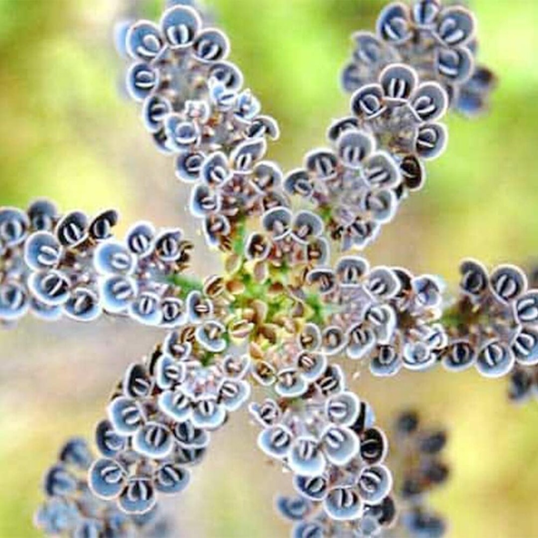 Rare Dark Blue Kalanchoe Flaming Katy Seeds Succulent Flower - Etsy