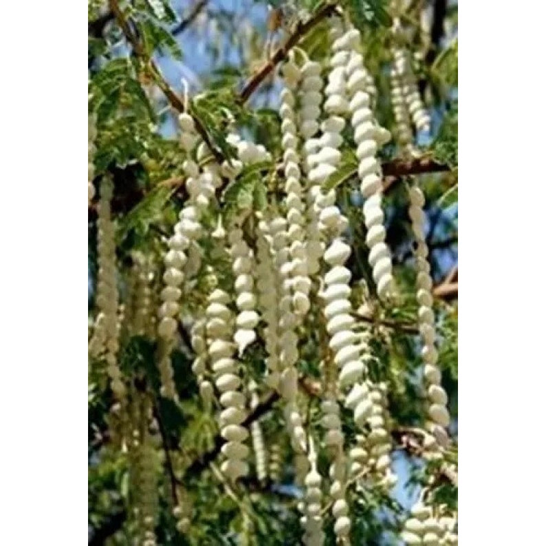 Babul, Live Fencing , Acacia Nilotica ,gum Arabic Tree,vachellia ...