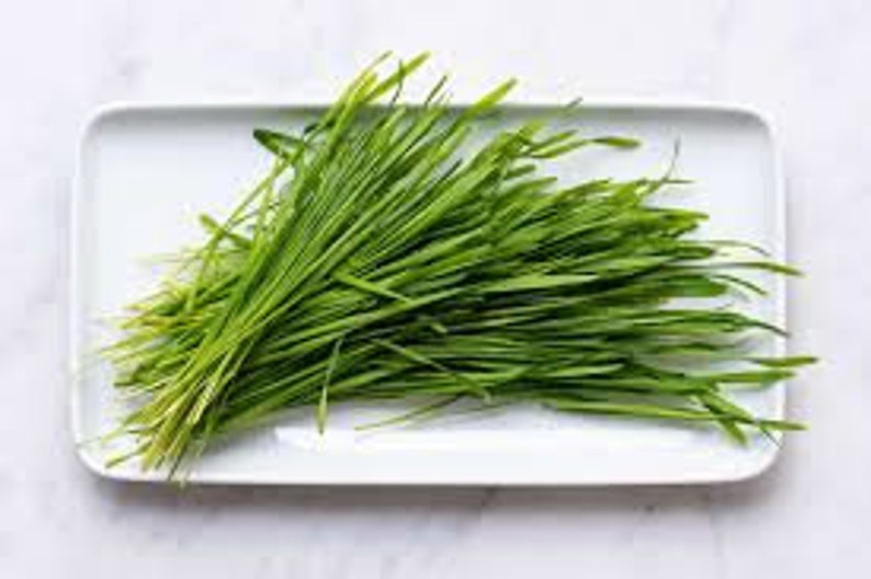 Barley Grass Powder Poaceae Freshly Sprouted Leaves Hordeum Vulgare - Etsy