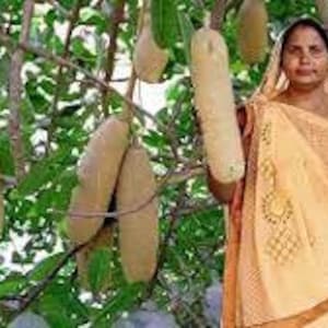 Balam Kheera Dry Powder Balam Khera Kigelia Africana Balam Khira Pahadi ...