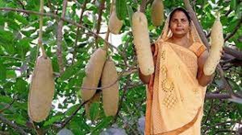 Balam Kheera Dry Powder Balam Khera Kigelia Africana - Etsy