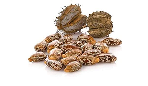 Castor Seed Arandi Beej Arand Seed Erand Seed Ricinus Communis Seed ...