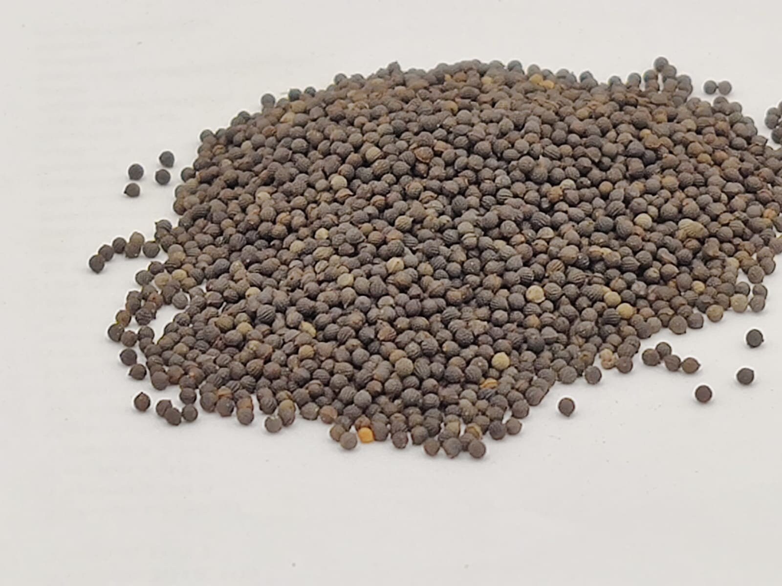 Satyanashi Seeds Argemone Mexicana Seeds - Etsy Canada
